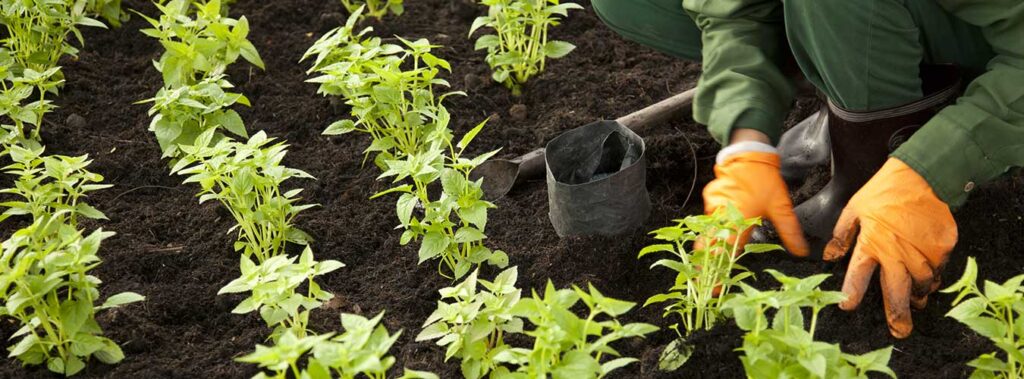 Locally Grown Produce - Heartland Produce